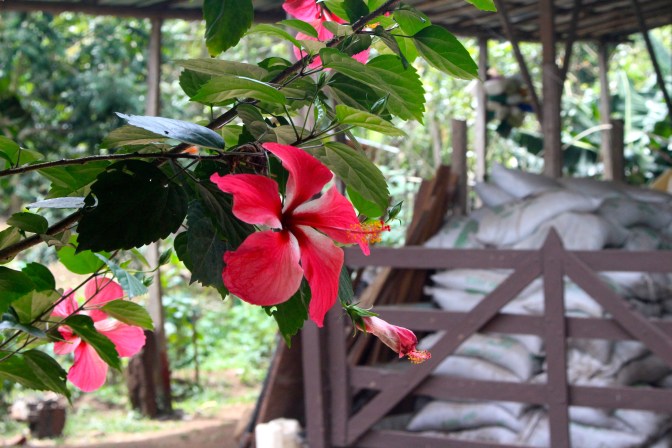 Santa Rosa de Pocosol Homestay Photos – White Butterfly Adventures