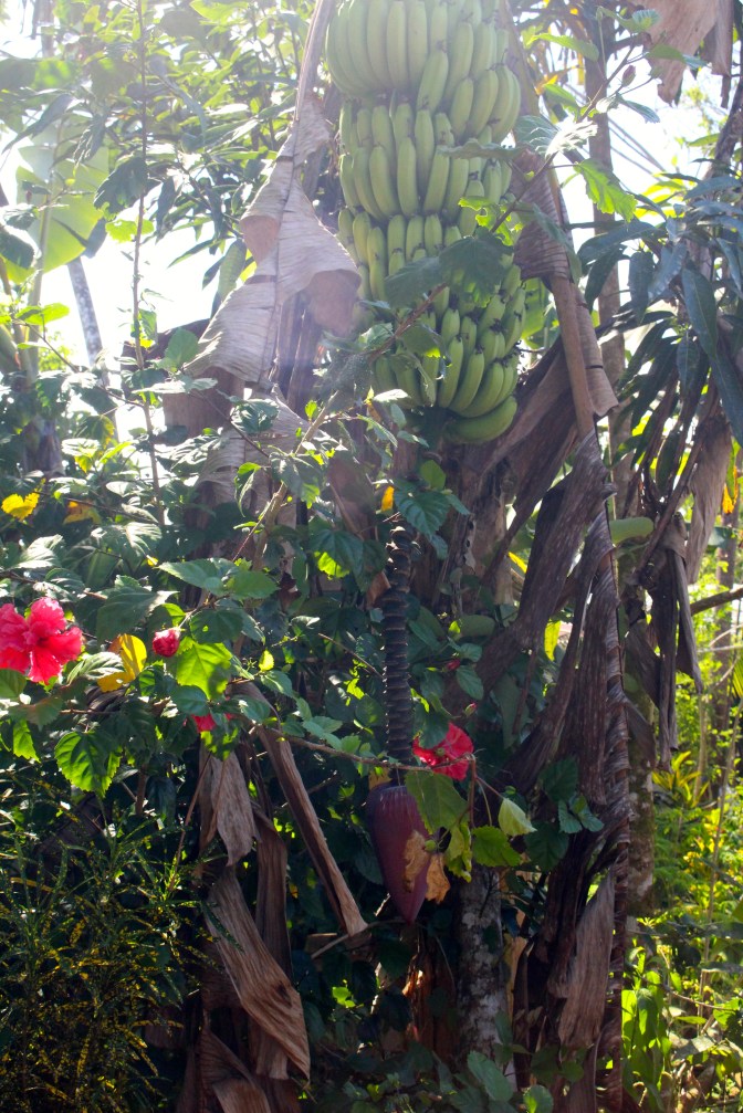 Santa Rosa de Pocosol Homestay Photos – White Butterfly Adventures