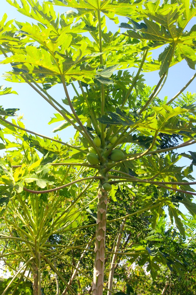 Santa Rosa de Pocosol Homestay Photos – White Butterfly Adventures